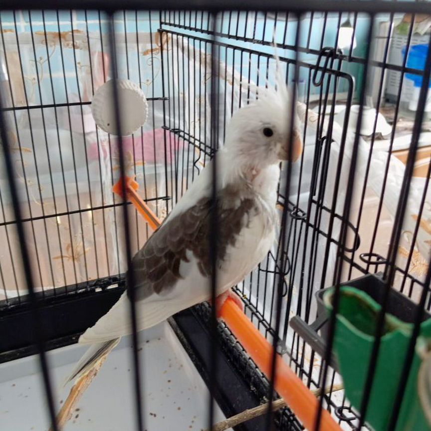 Попугай корелла птенец