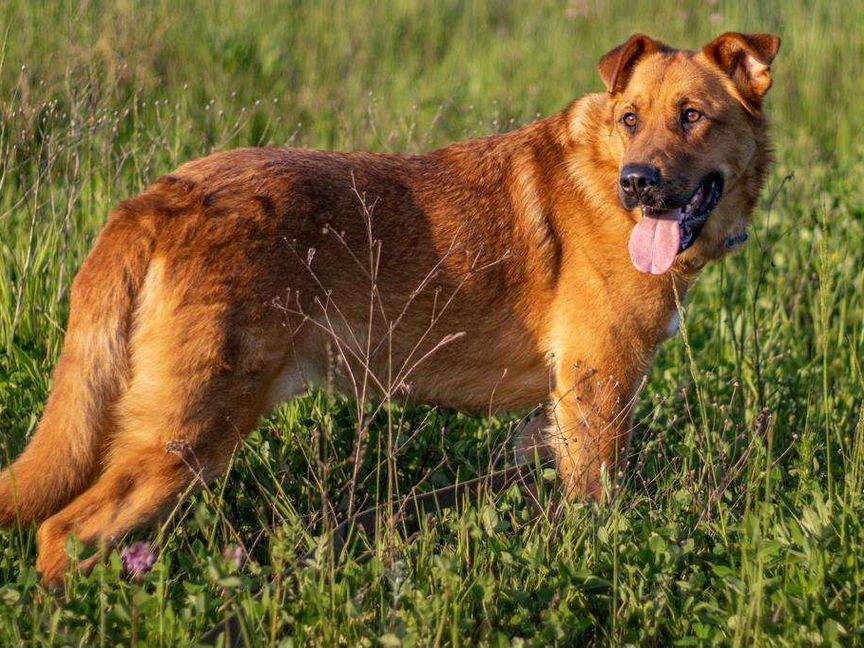Красивейший пёс Рыжик ждёт своих хозяев
