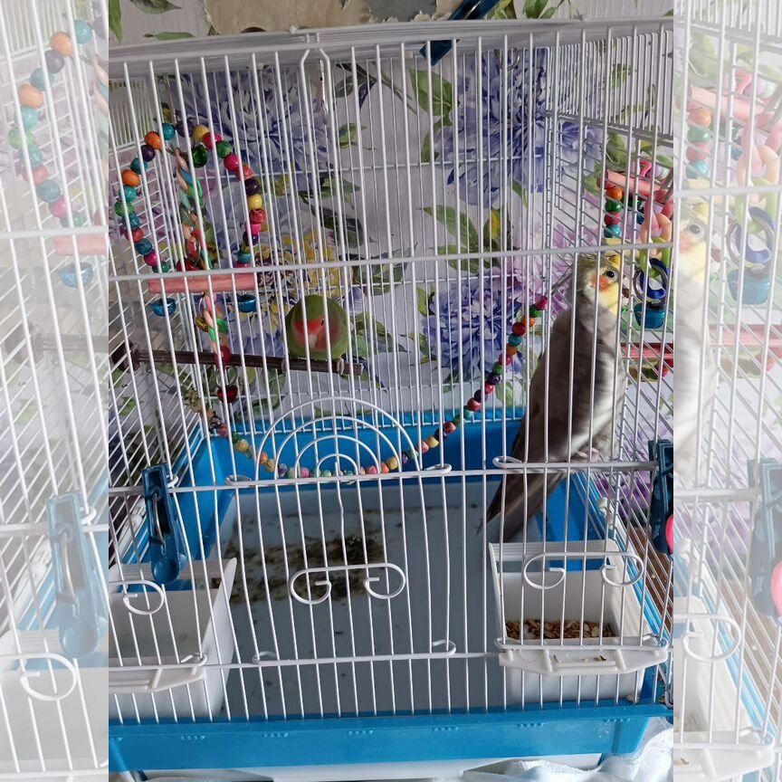 Попугай корелла с клеткой