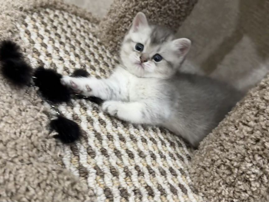 Кошки котята шотландские