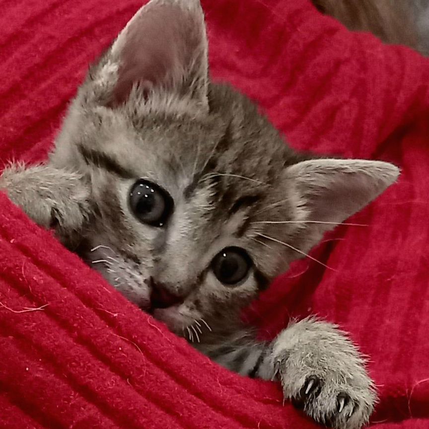 Котенок- мальчик в добрые руки