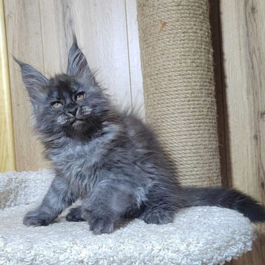 Мейн-кун кошечка полидакт