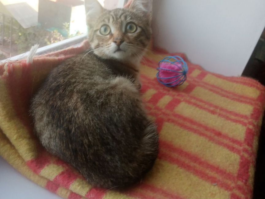 Котенок Барсик в добрые руки