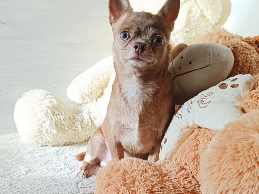 Изабеллового окраса мальчик