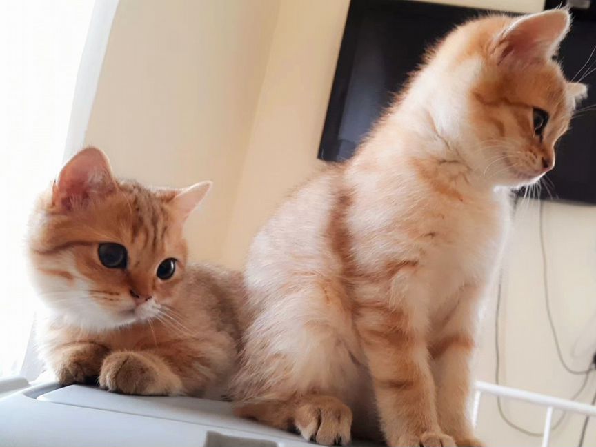 Котята манчи