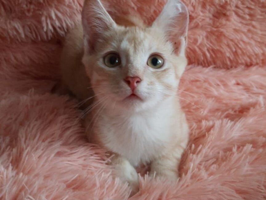 Рыженький красавчик