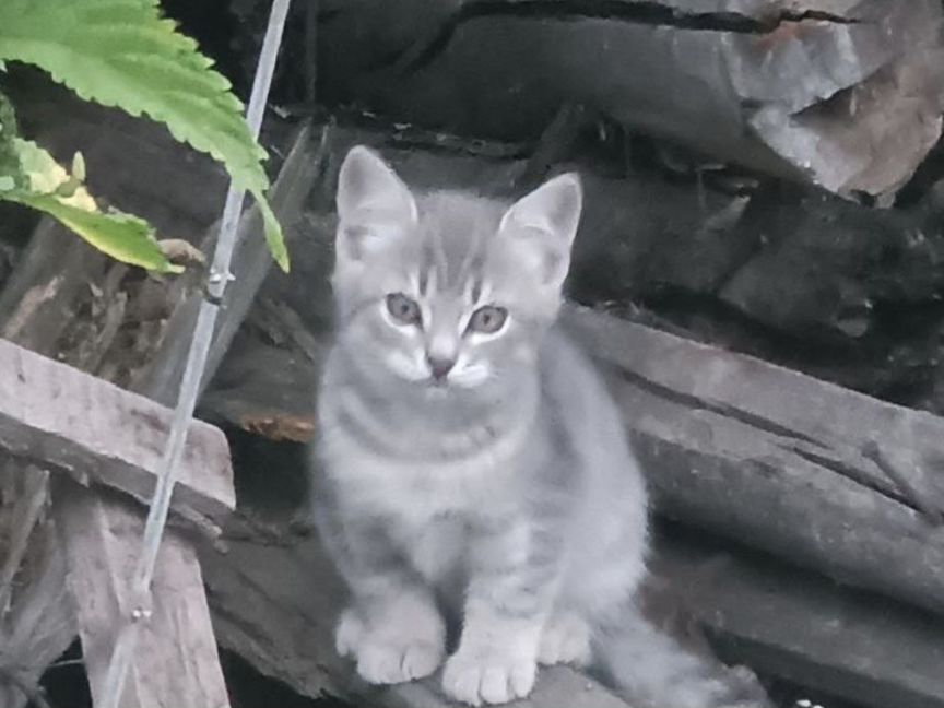 Котята ищут семью