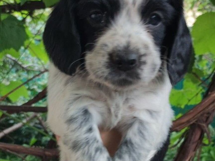 Щенки русского охотничьего спаниеля