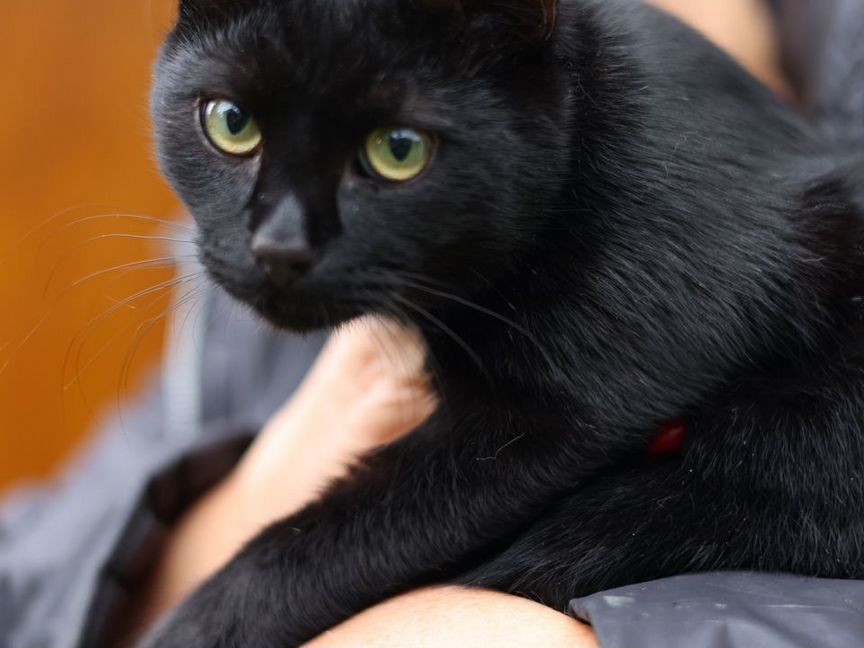 Котёнок ласковый которебёнок