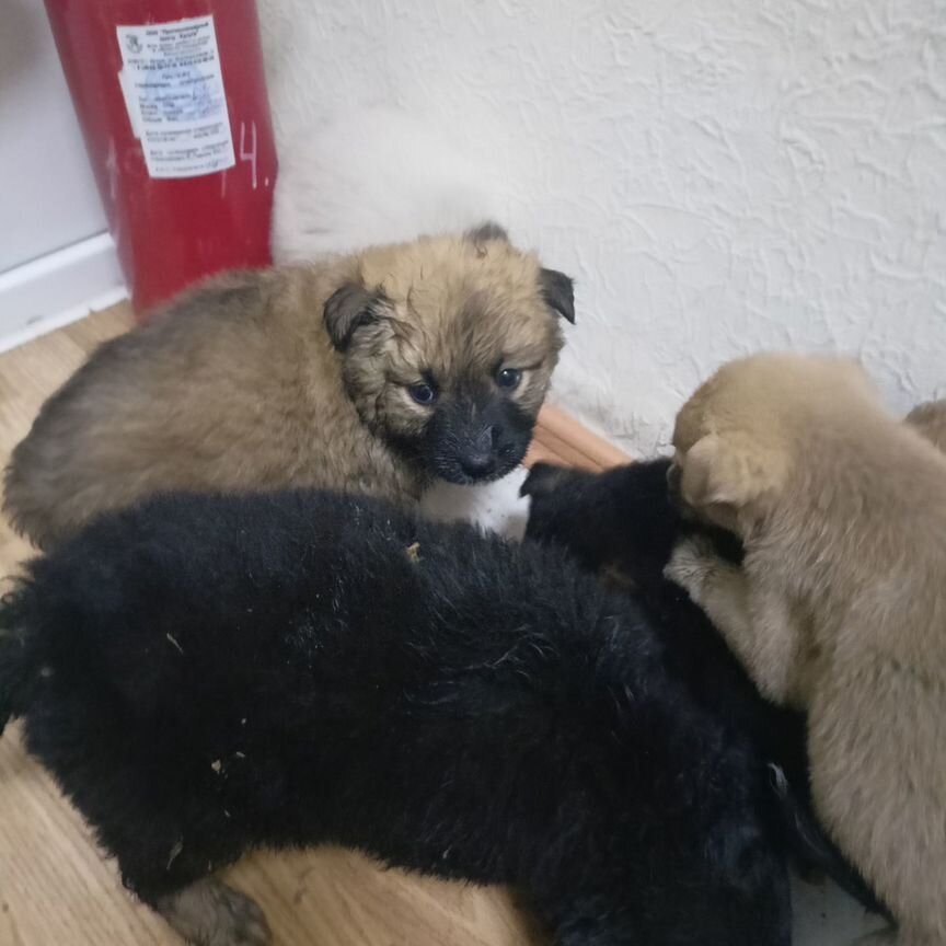 Щенки в добрые руки бесплатно