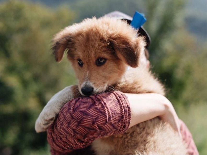 Щенок метис маламута в добрые руки