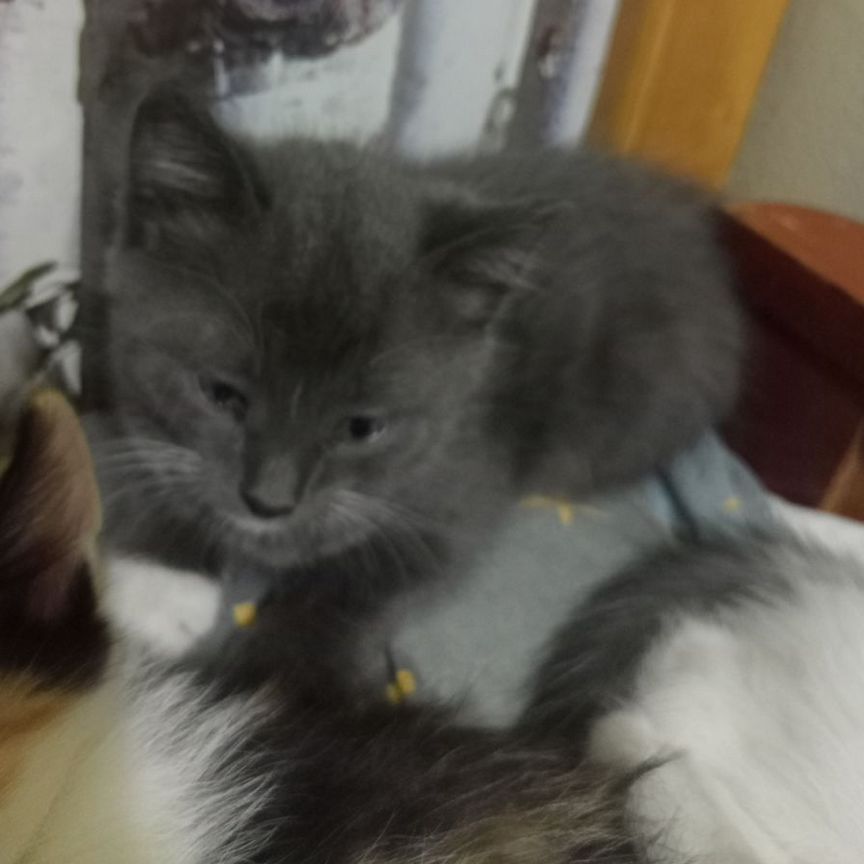 Котяшка. Помощник в доме
