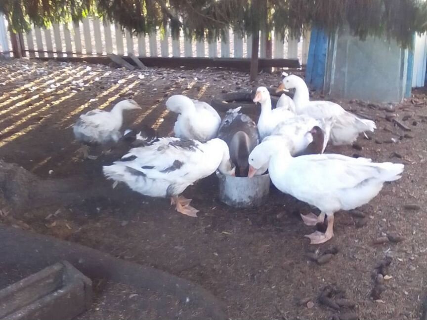 Гуси