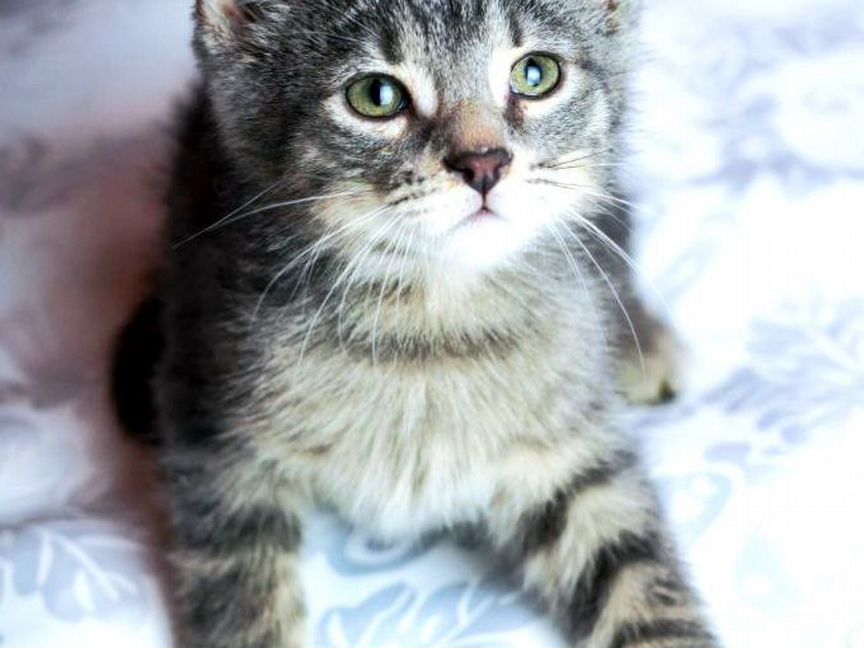 Славный малыш, котенок Глен