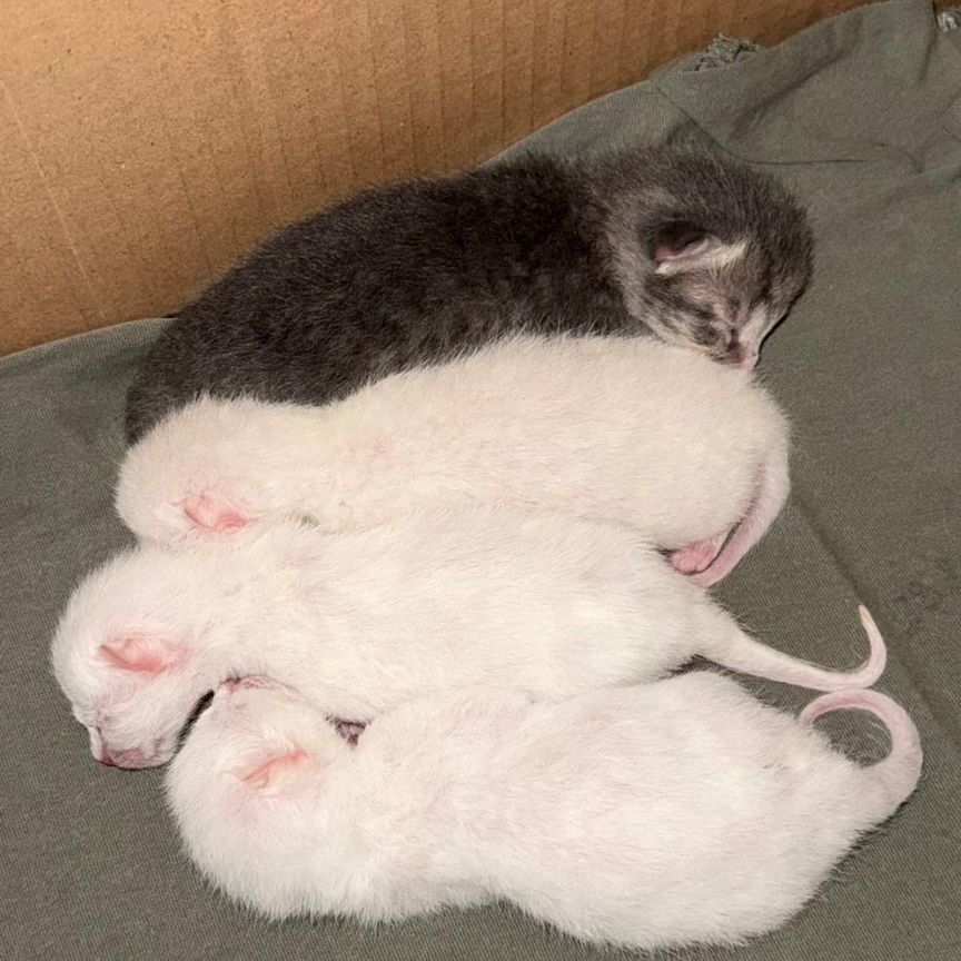 Котята в добрые руки