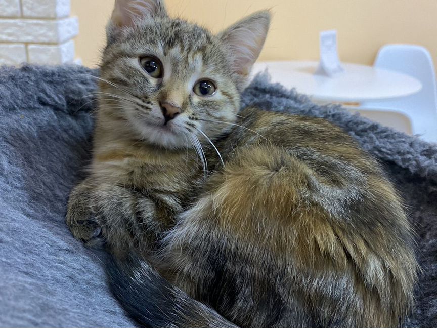 Никому не нужна трехцветная котенок девочка