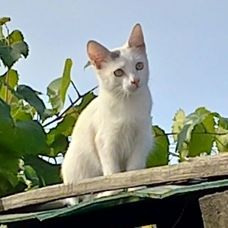 Котик Снежок