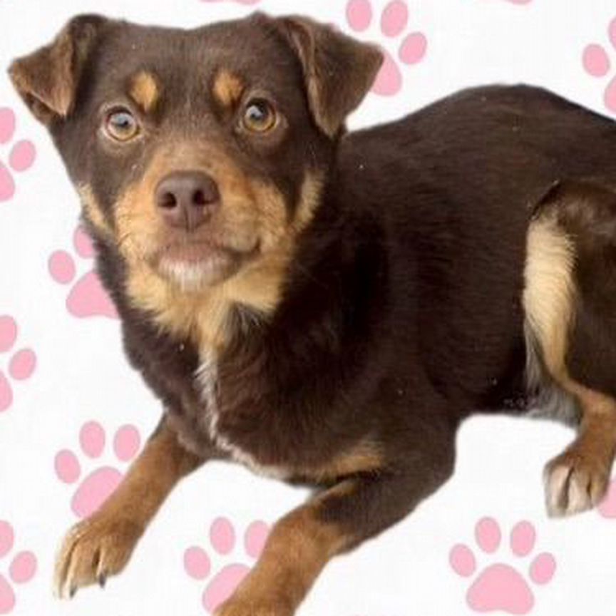 Взрослая собака в добрые руки