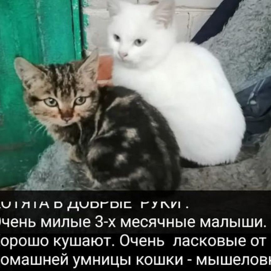 Котёнок в добрые руки