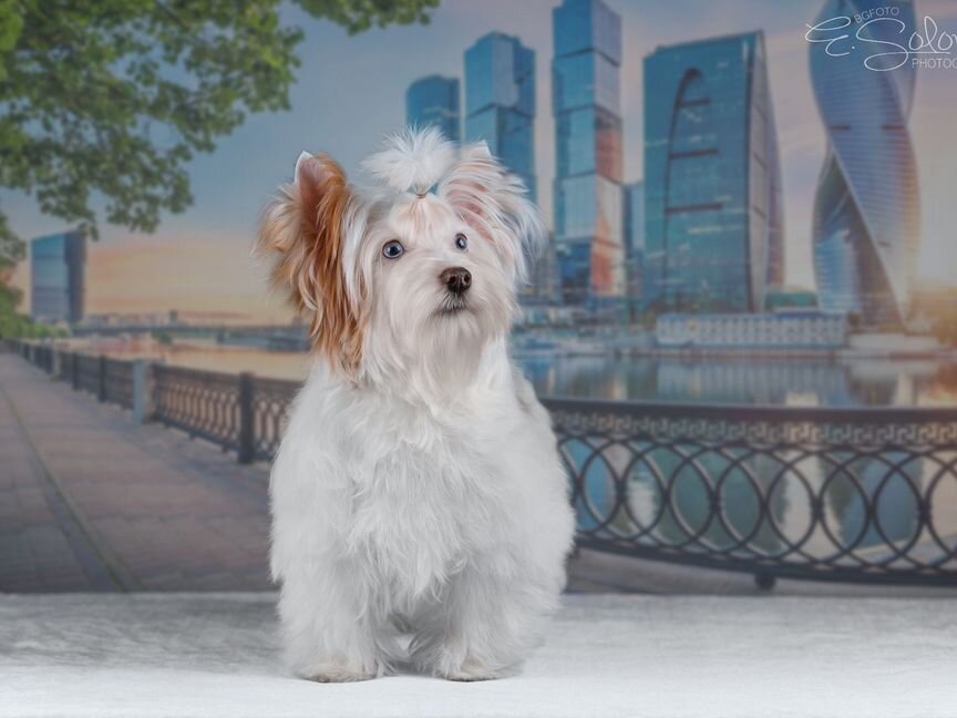 Цветной йорк девочка с голубыми глазами