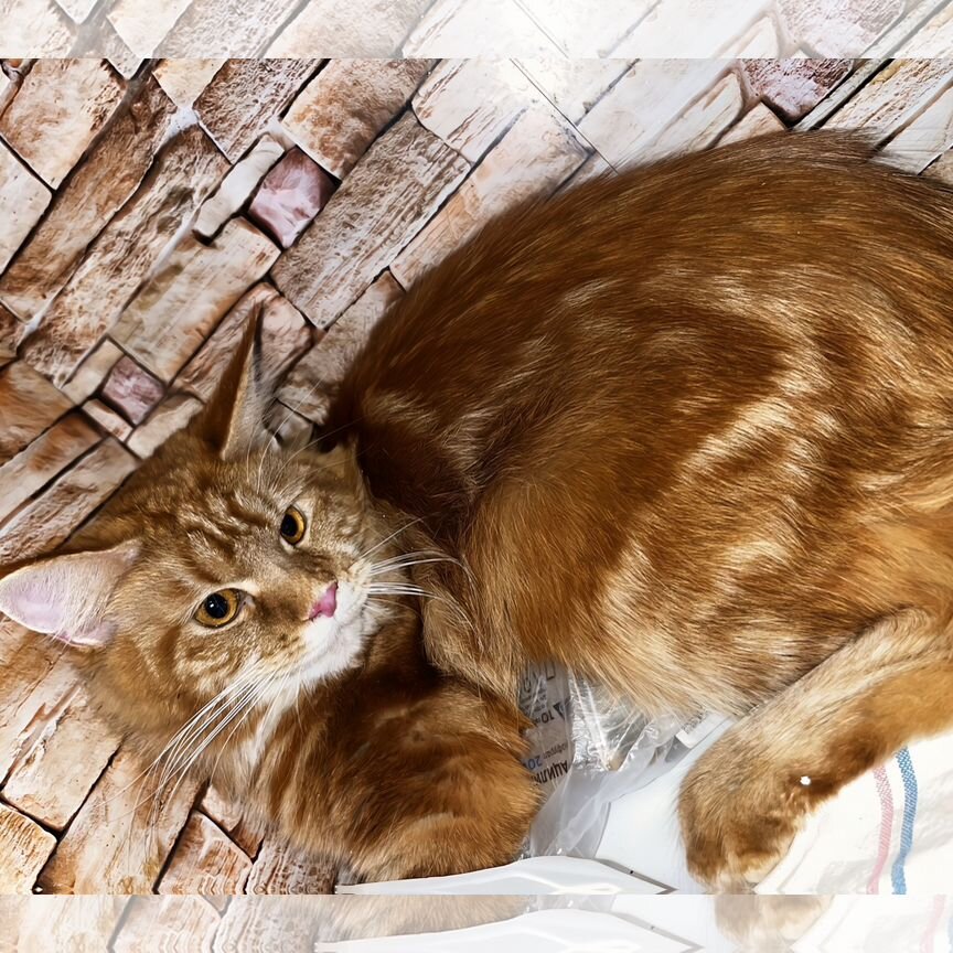 Мейн-кун котёнок