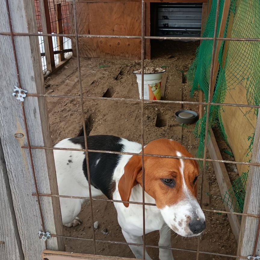 Эстонская гончая, щенок