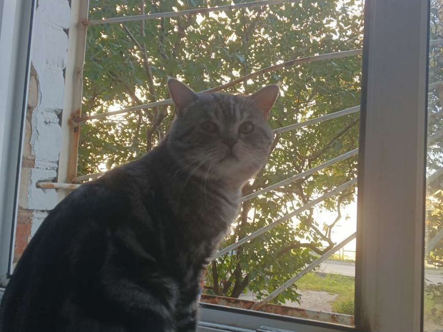 Британская короткошерстная кошка