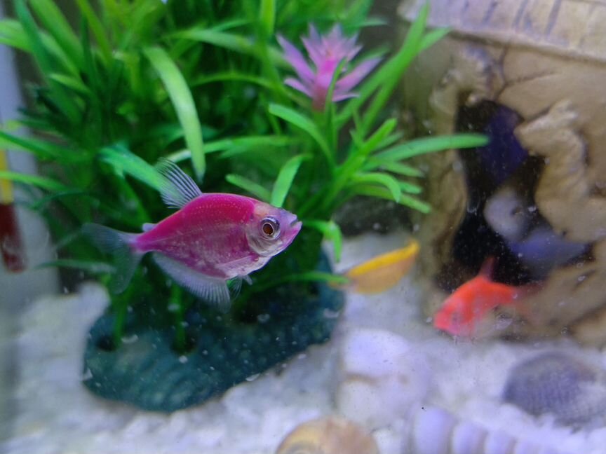 Аквариумная рыбка тернеция