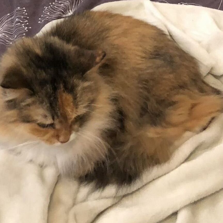 Кошка
