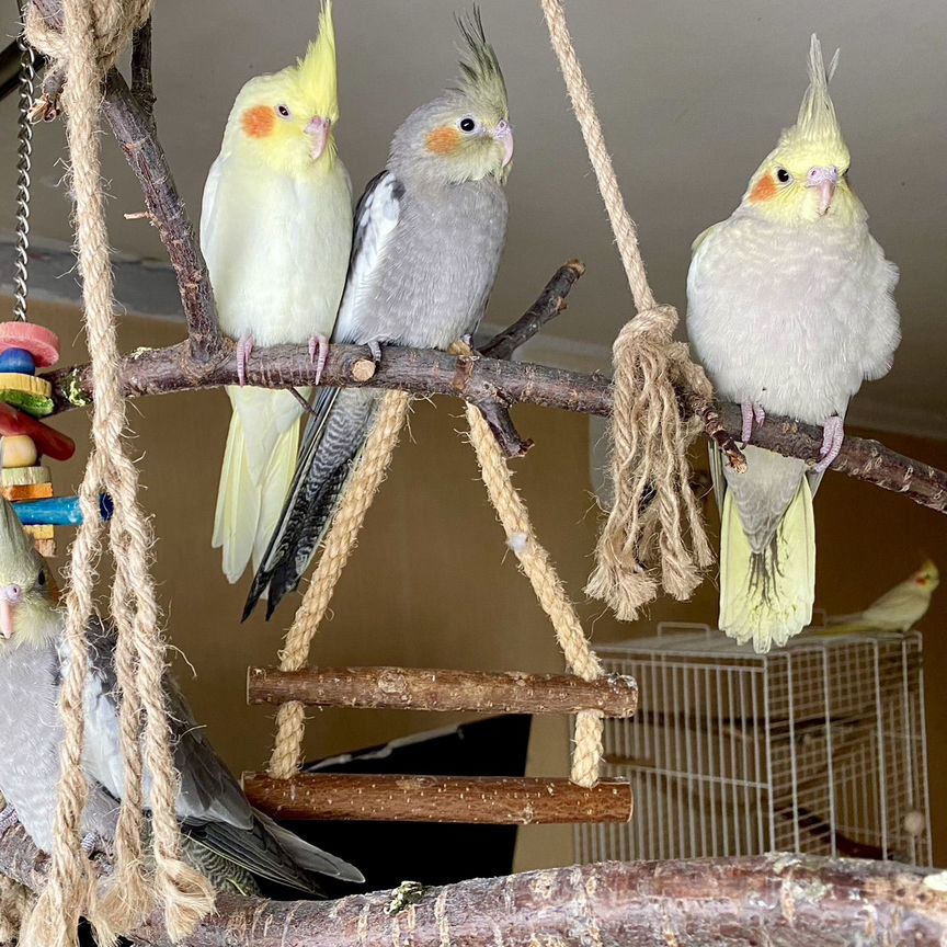 Попугай корелла