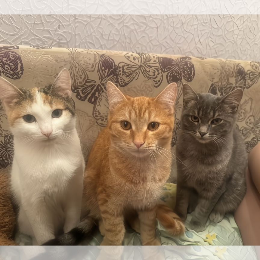 Котёнок в добрые руки