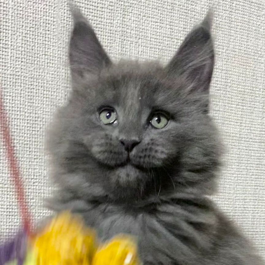 Котик мейн-кун