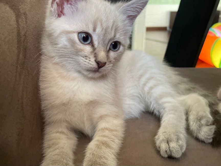 Голубоглазый малыш Ларри ищет дом