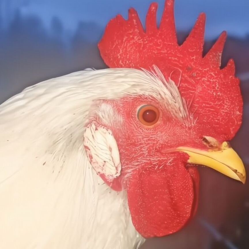 Куры петухи