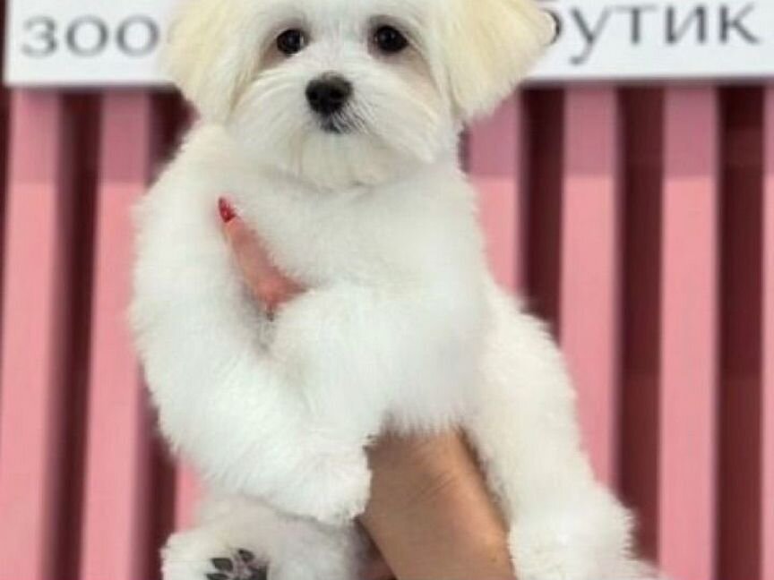 Мальтезе мини