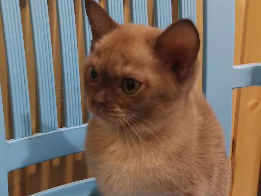 Бурманская красота