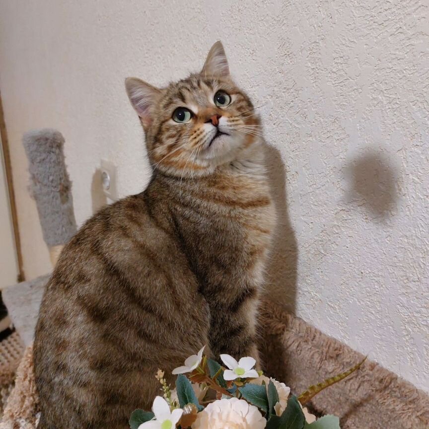 Котик Горошек ищет дом и любимых людей