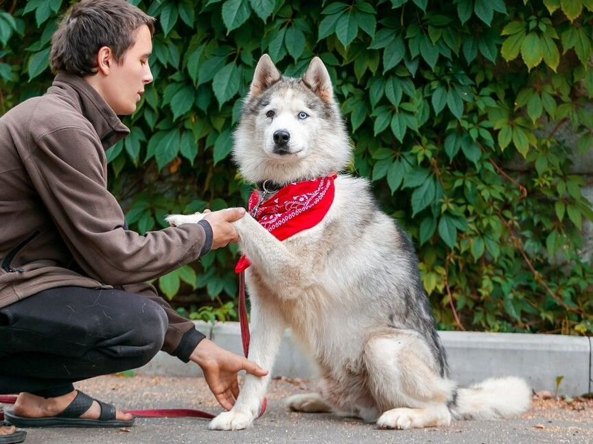 Сибирский хаски