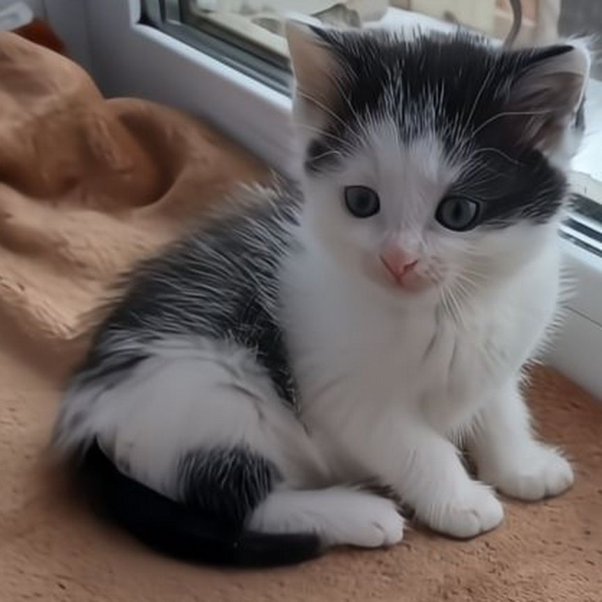 Котёнок в добрые руки