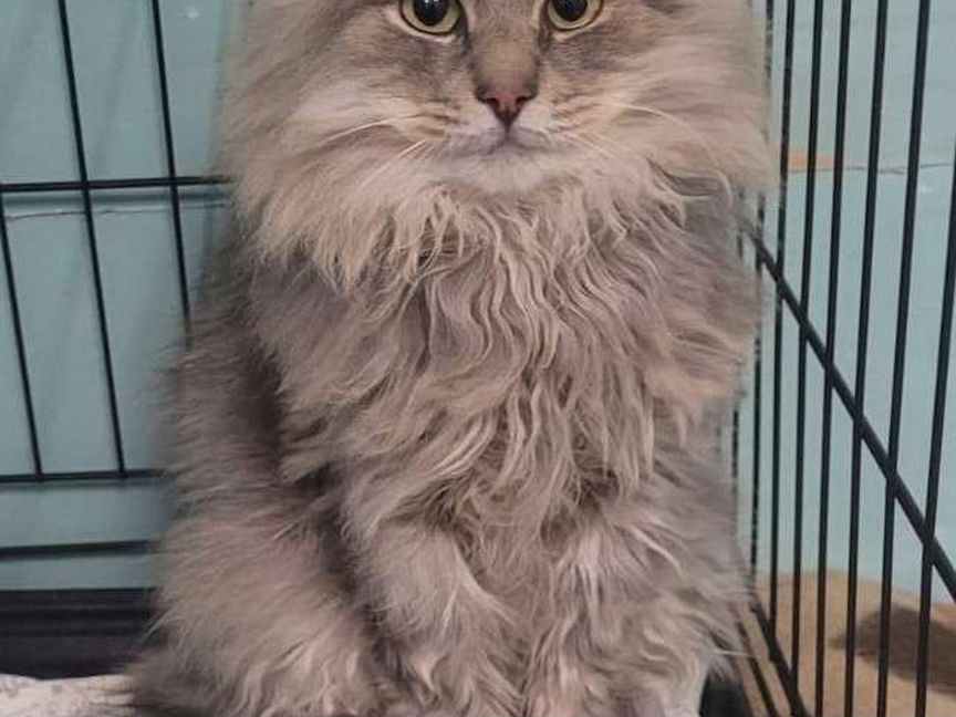 Особенный котик