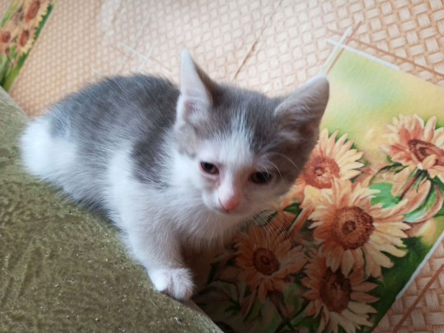 Котята в добрые руки бесплатно