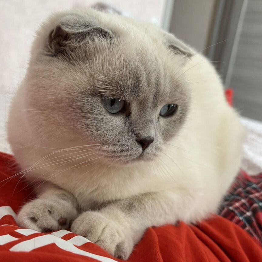 Шотландская вислоухая короткошёрстная, взрослая кошка