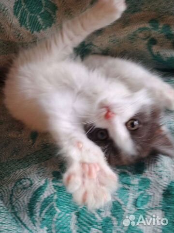 Сибирские белодымчатые пушистики