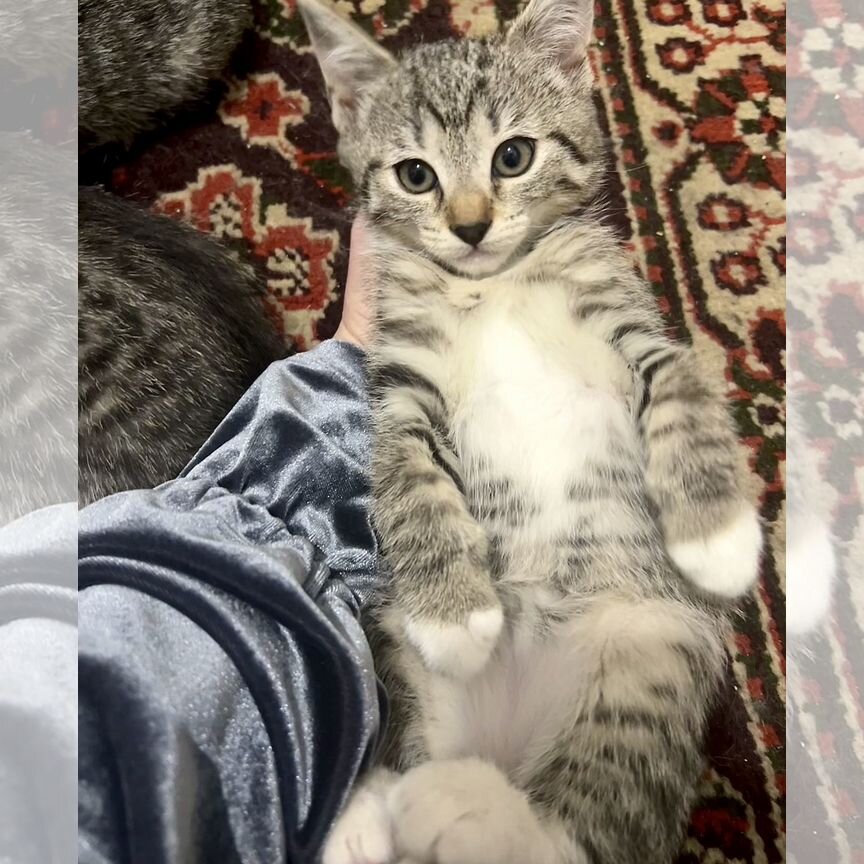 Европейский короткошёрстный котёнок