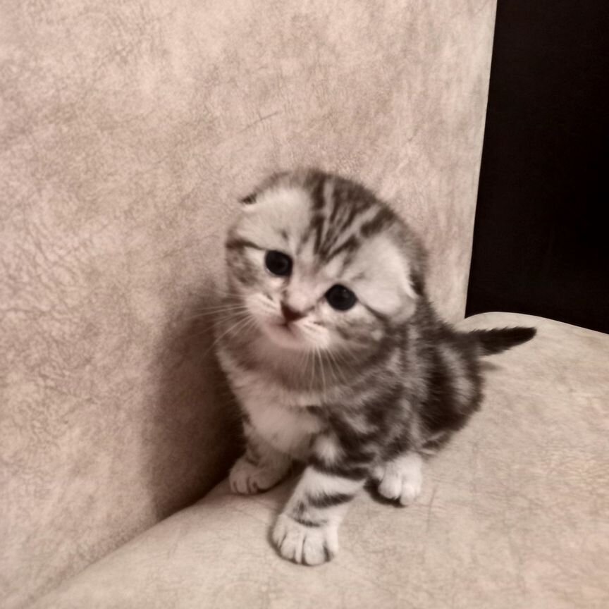 Шотландские вислоухие