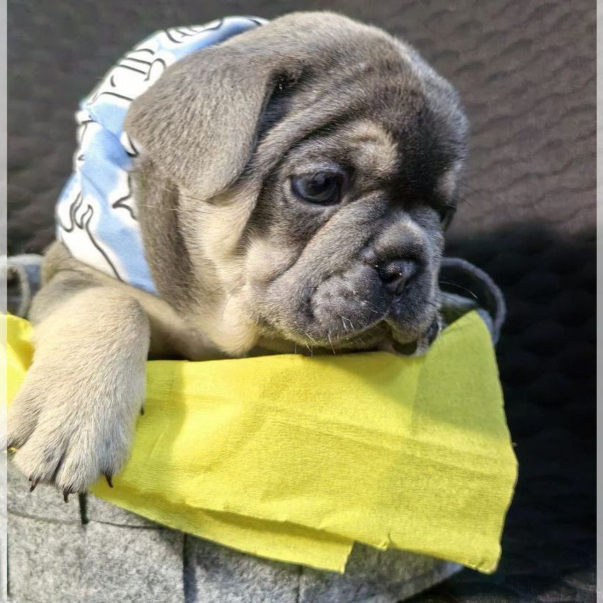 Французский бульдог, щенок