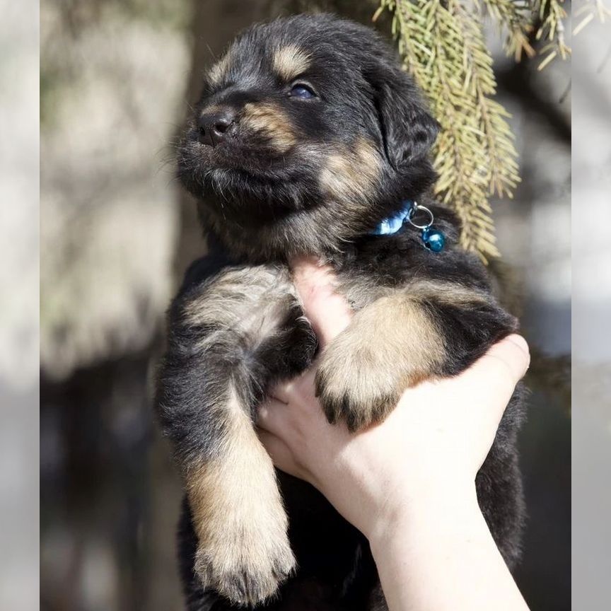 Бурят-монгольский волкодав, щенок