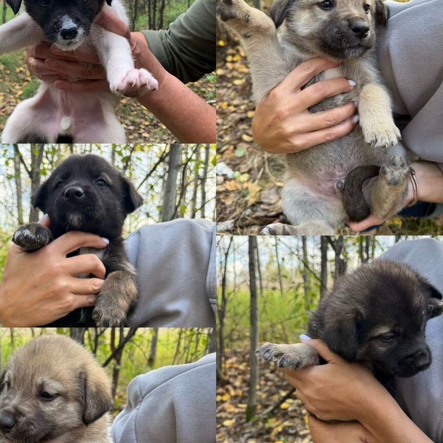 Щенок в добрые руки