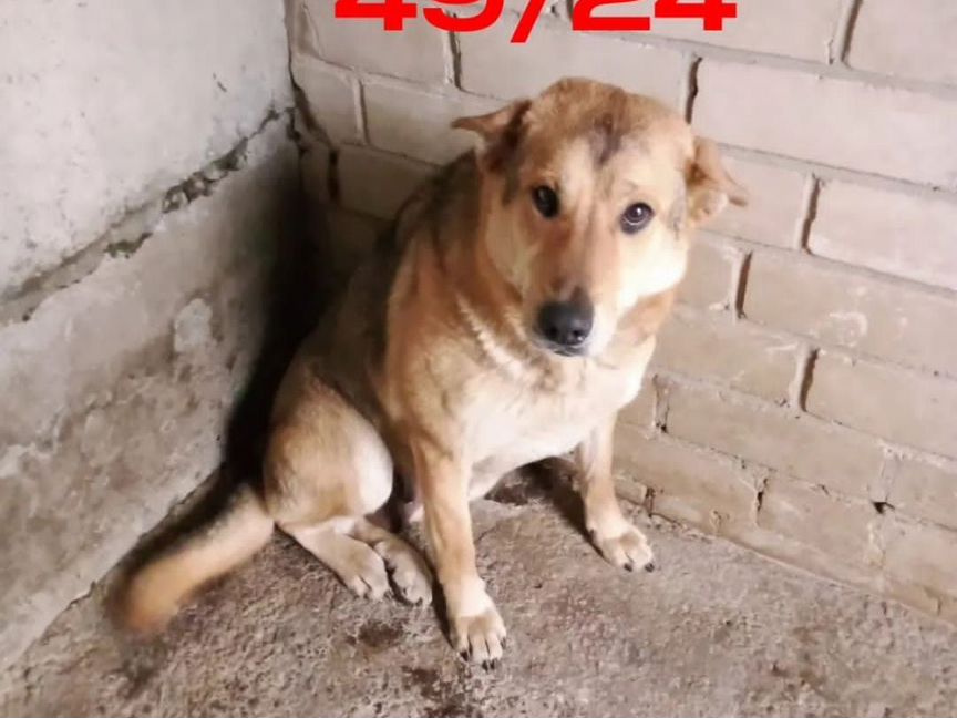 Собака в добрые руки