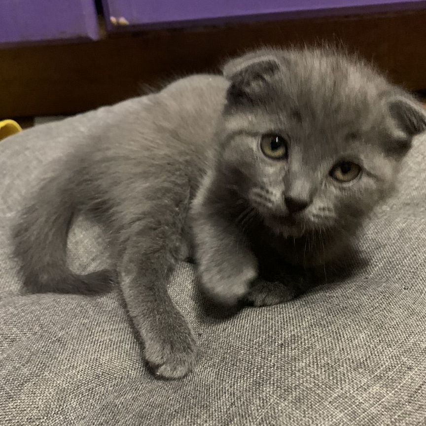 Британский котик вислоухий